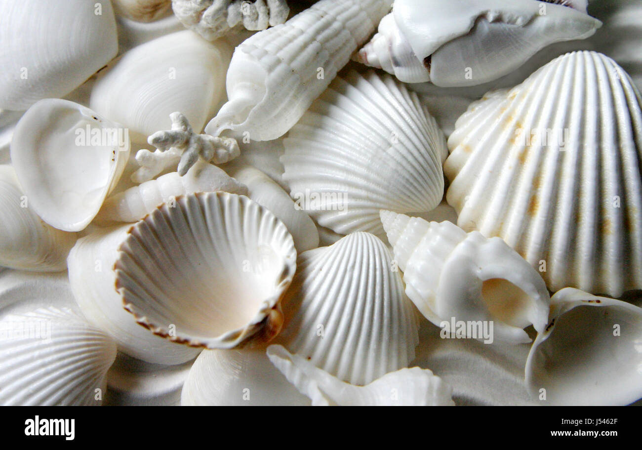a pile shells Stock Photo - Alamy
