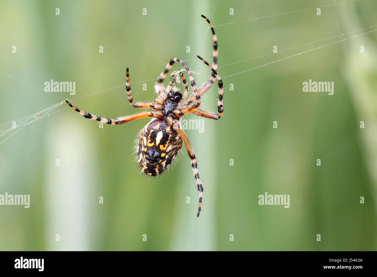 Spinning spider hi-res stock photography and images - Alamy