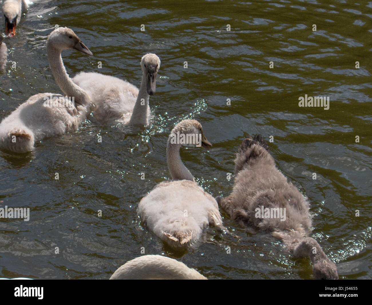 Children swan hi-res stock photography and images - Alamy