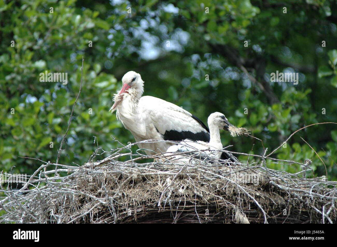 Kleiner storch hi-res stock photography and images - Alamy