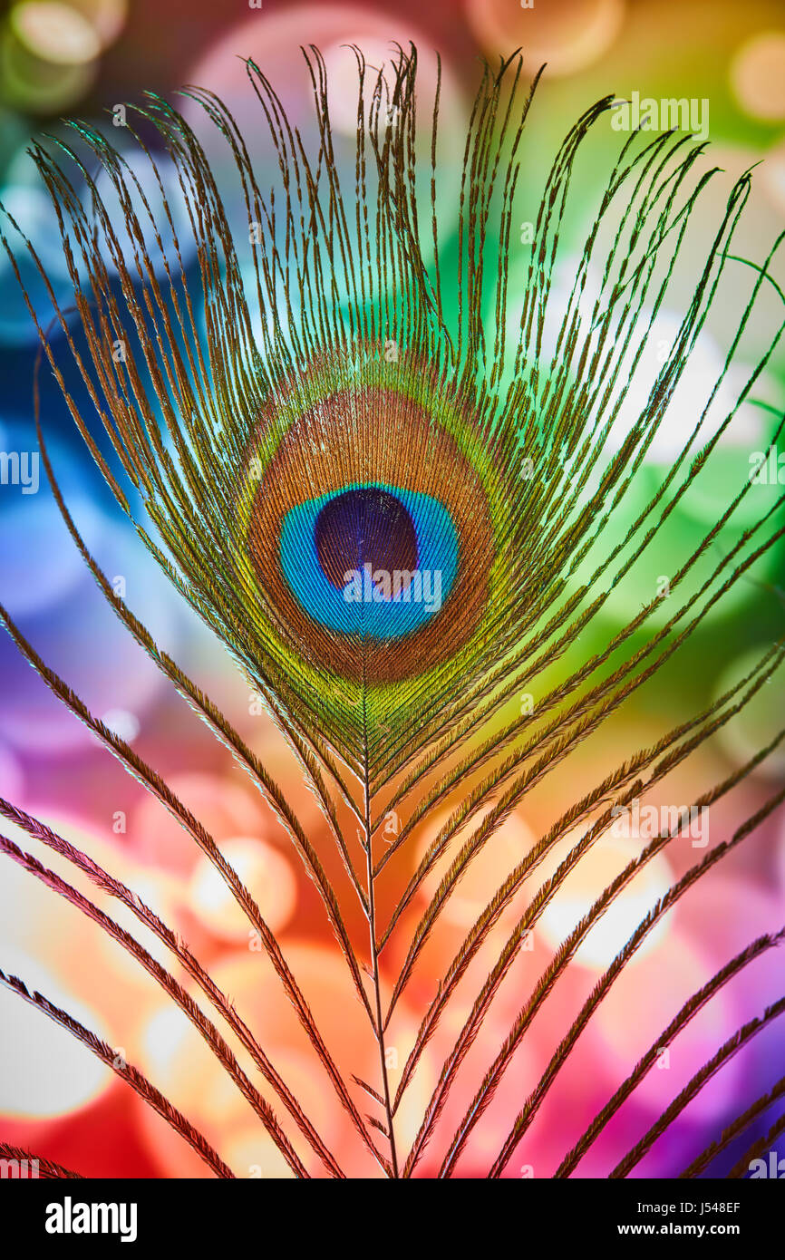 Peacock feather with a colorful background macro Stock Photo - Alamy
