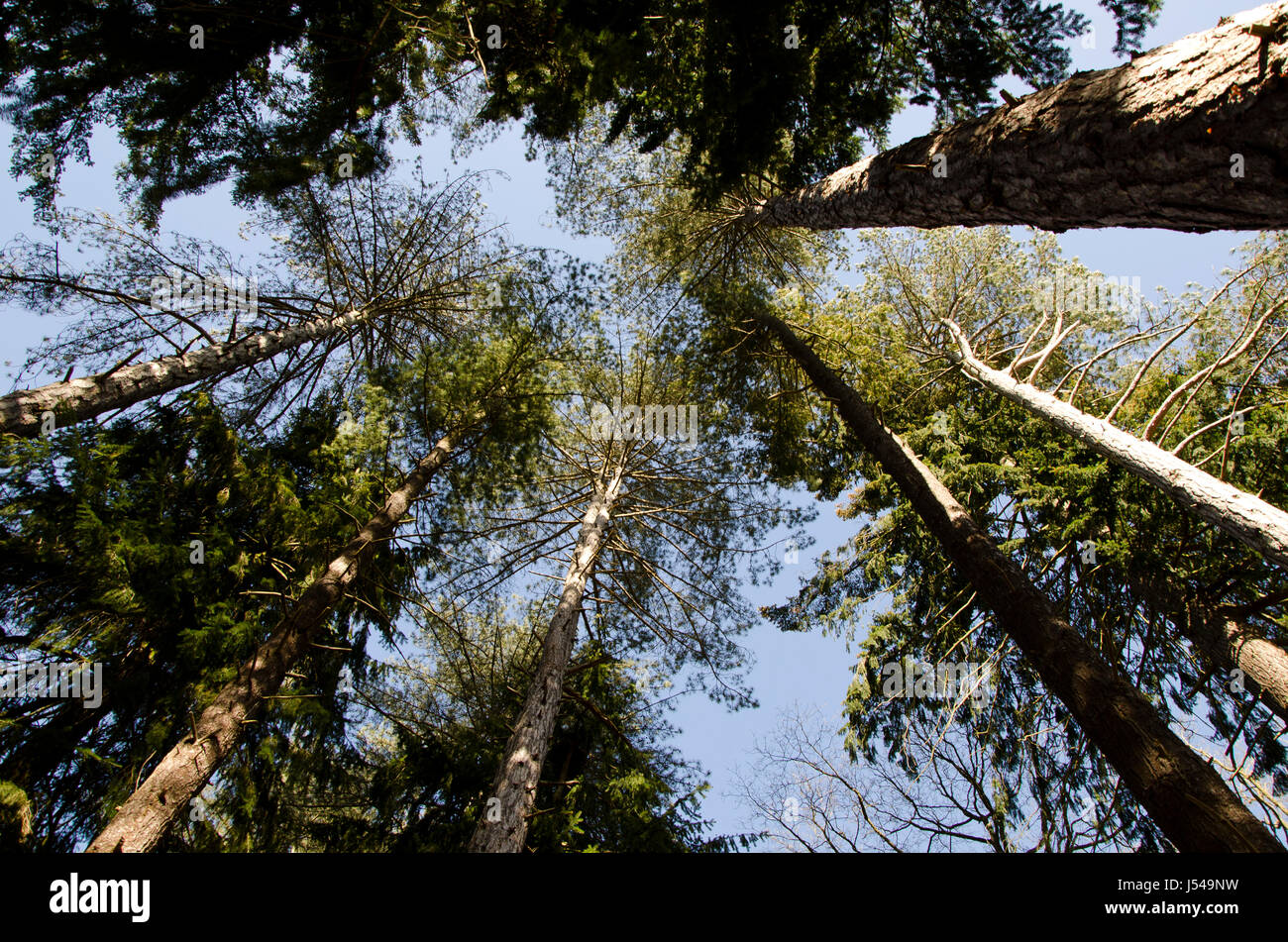 Perspective view looking upwards hi-res stock photography and images ...