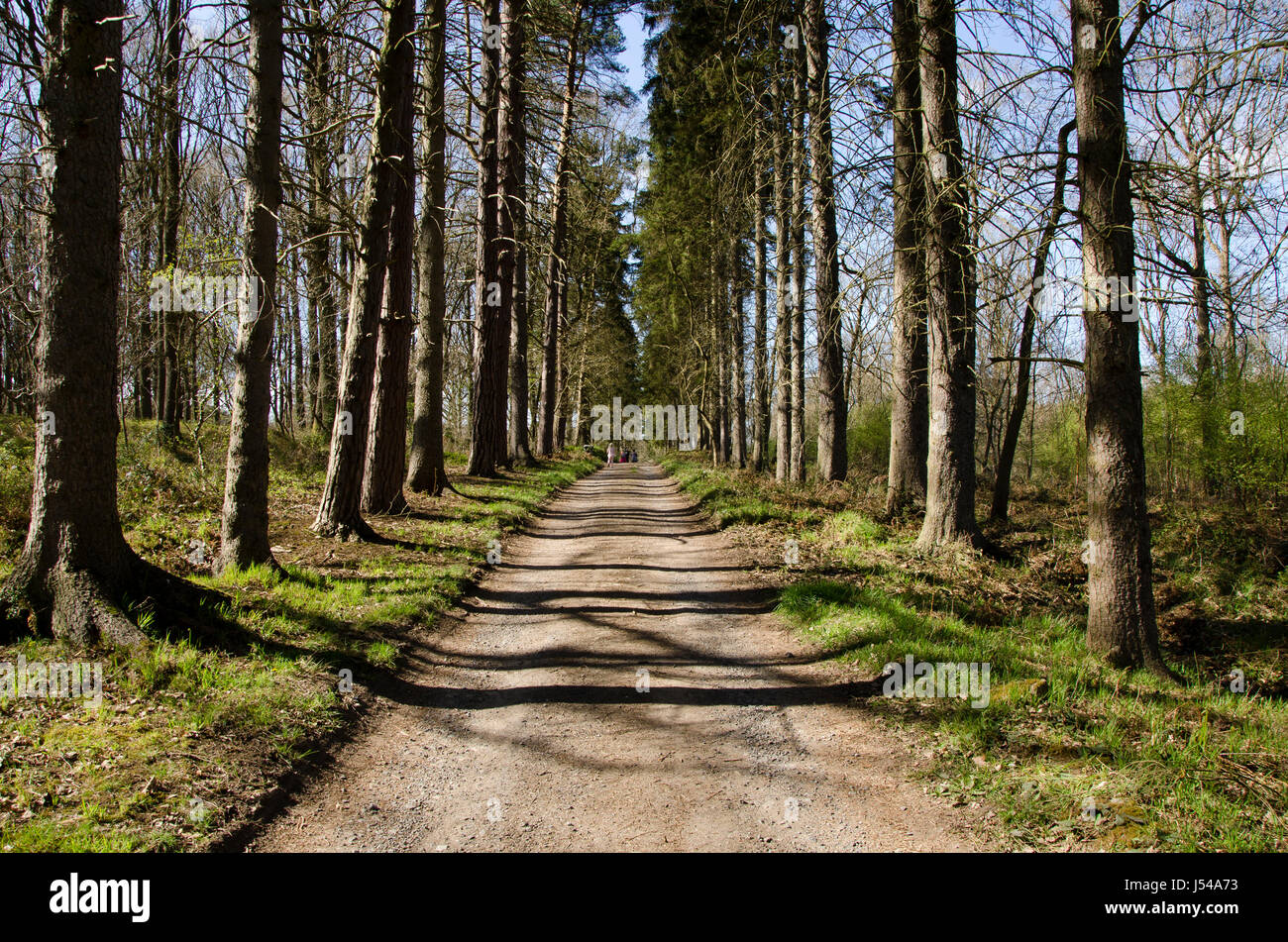 tree-lined pathway in a forest Stock Photo - Alamy