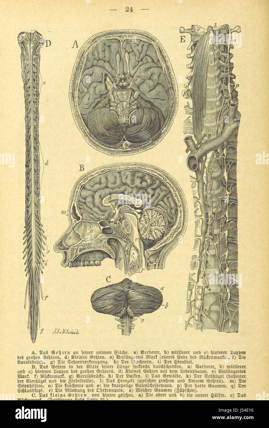 Der Mensch und seine Rassen. Mit ... Illustrationen Stock Photo - Alamy