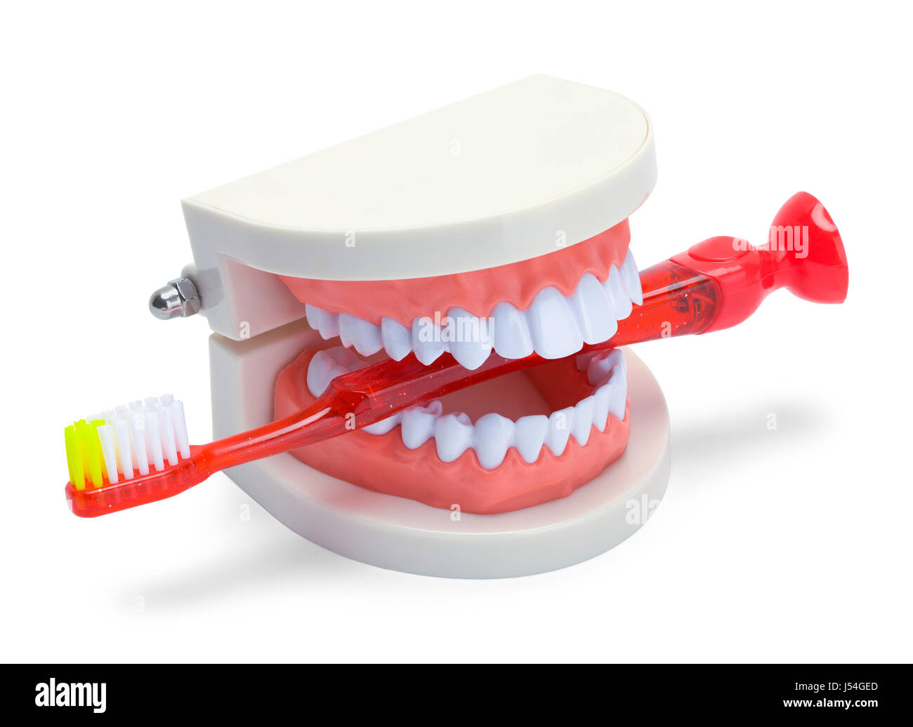 Dental Teeth Model Bitting Toothbrush Isolated on White Background ...