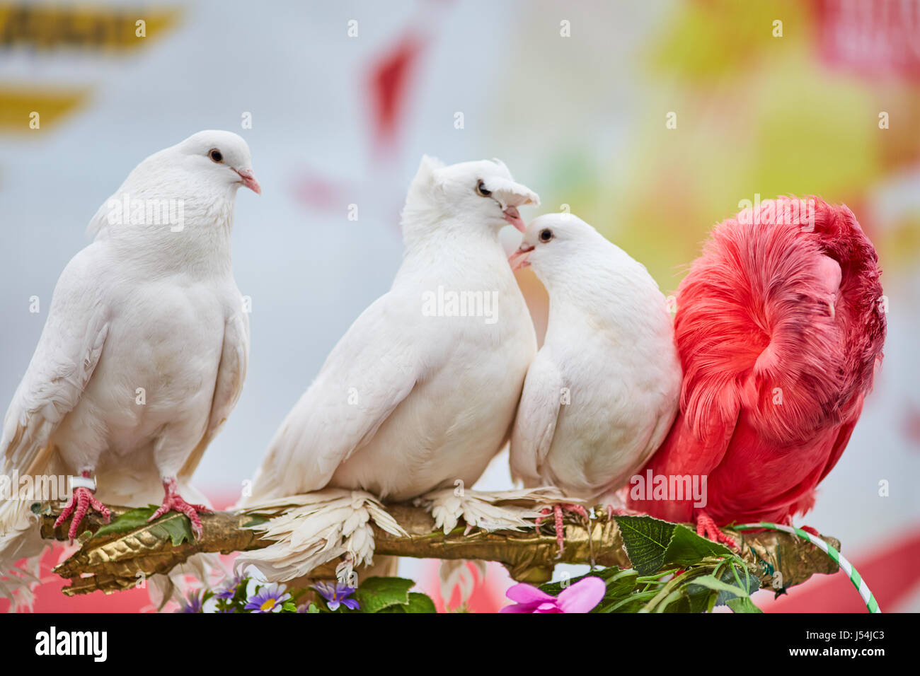 Multicolored pigeons, one is different Stock Photo - Alamy