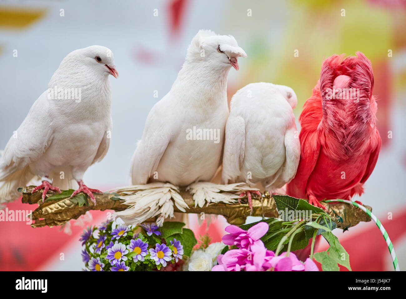 Multicolored pigeons, one is different Stock Photo - Alamy
