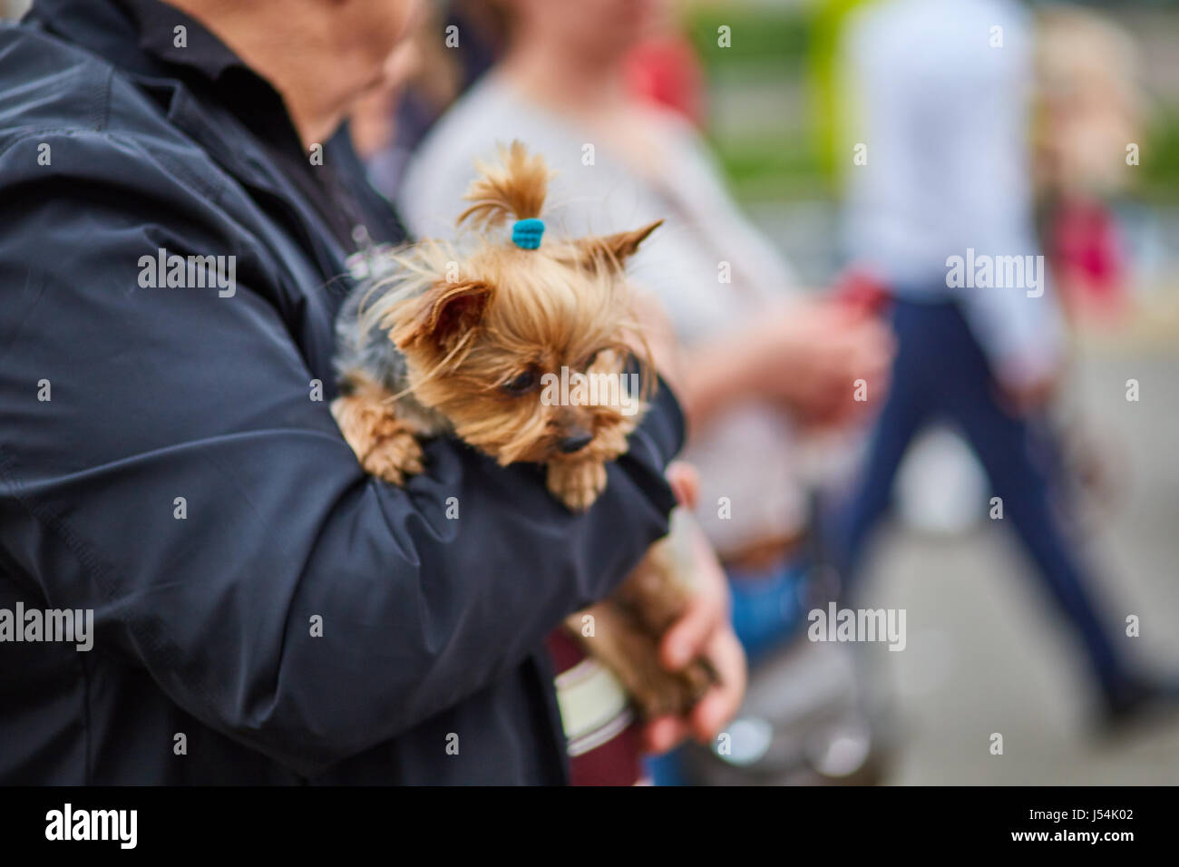 Man holding yorkshire dog on his hands Stock Photo - Alamy