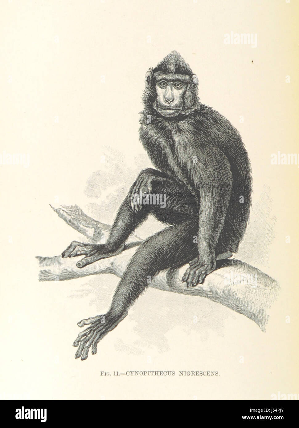 Sangir hi-res stock photography and images - Alamy