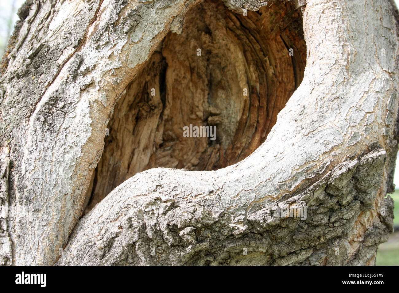 Hollow tree. Hole, house for animals. Photo for your design Stock Photo ...