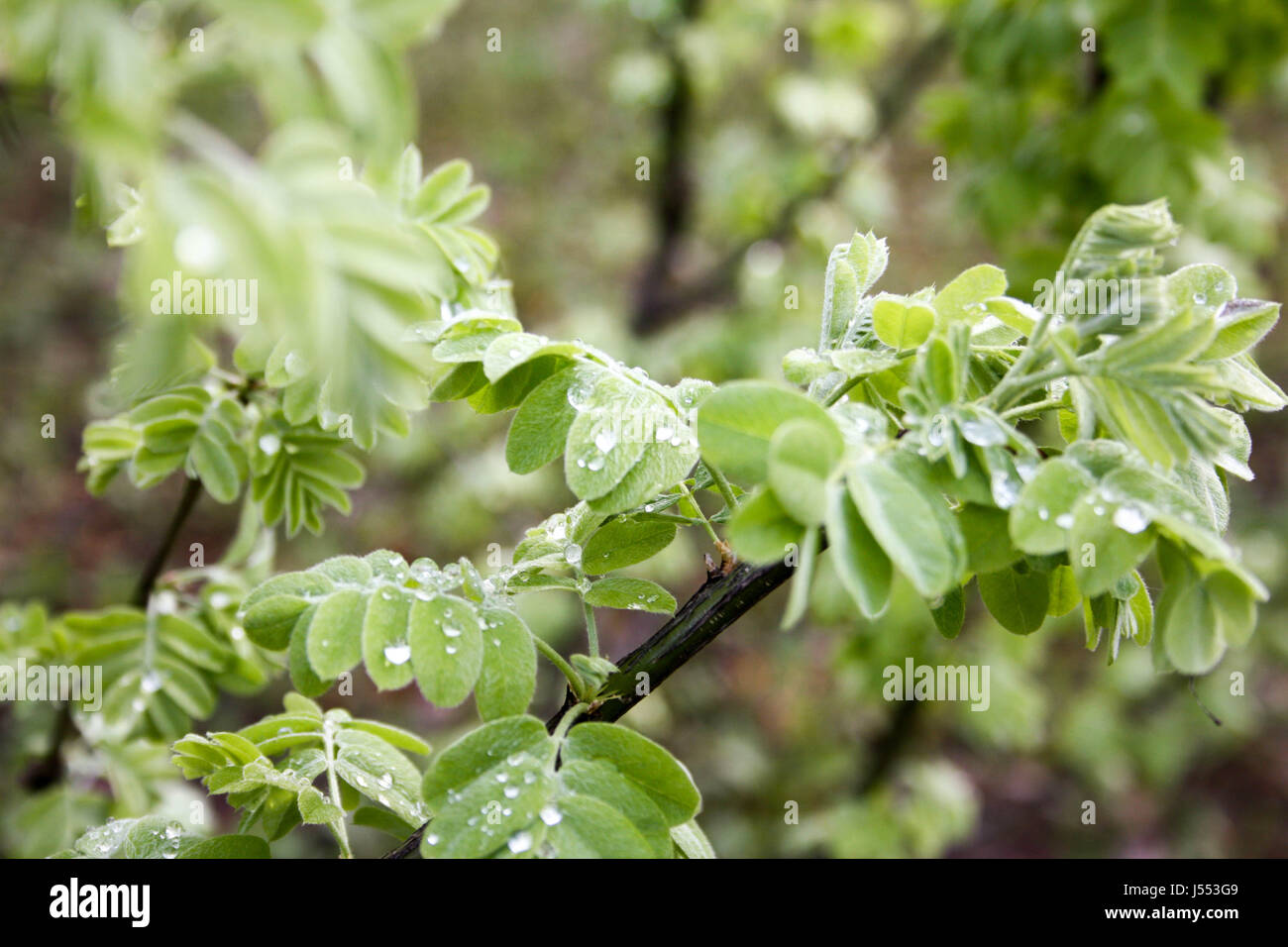 Leaves of the tree with dew. Photo for your design Stock Photo - Alamy