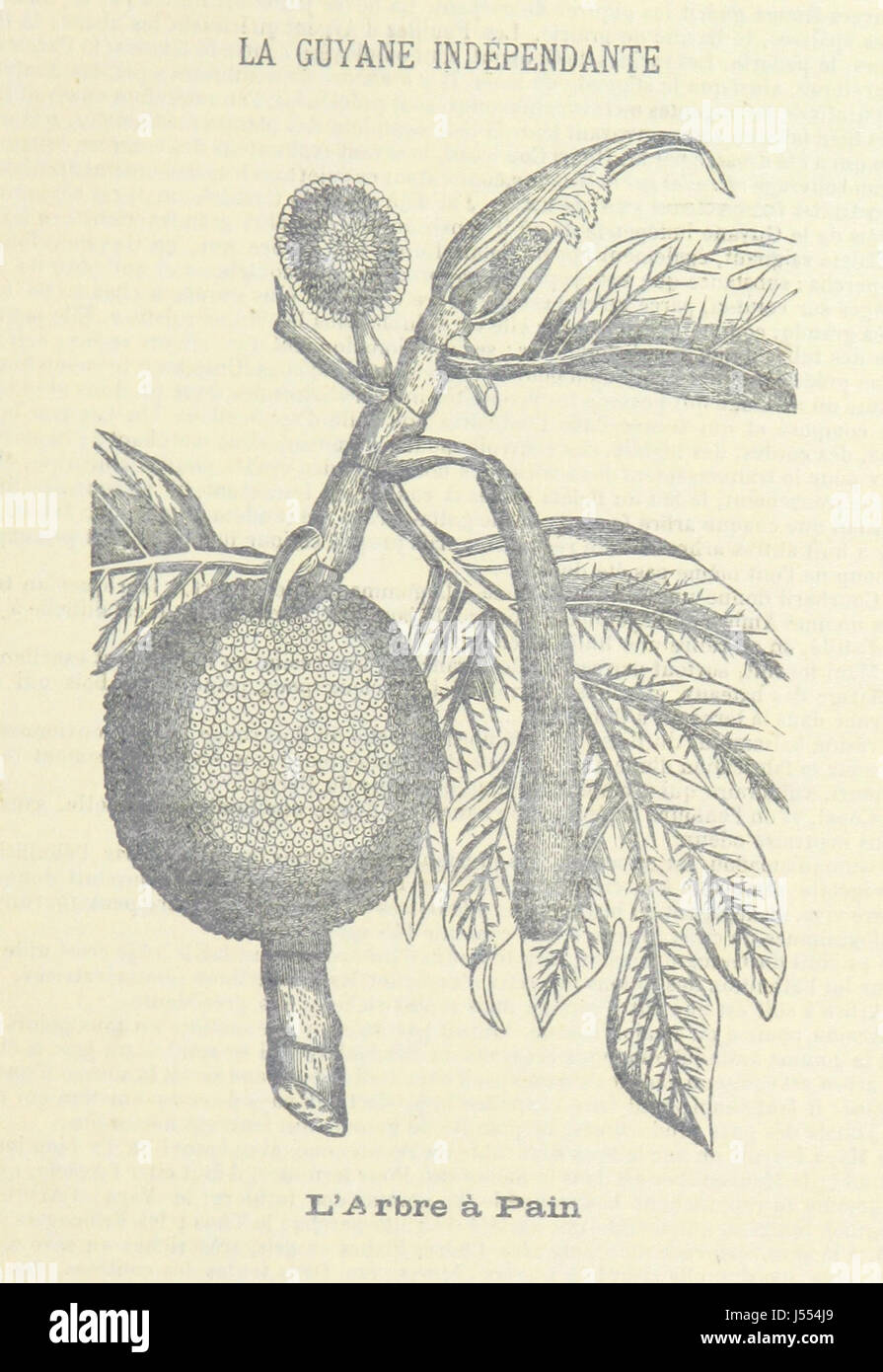 A work focusing on the colonial history of French Guiana, presented ...