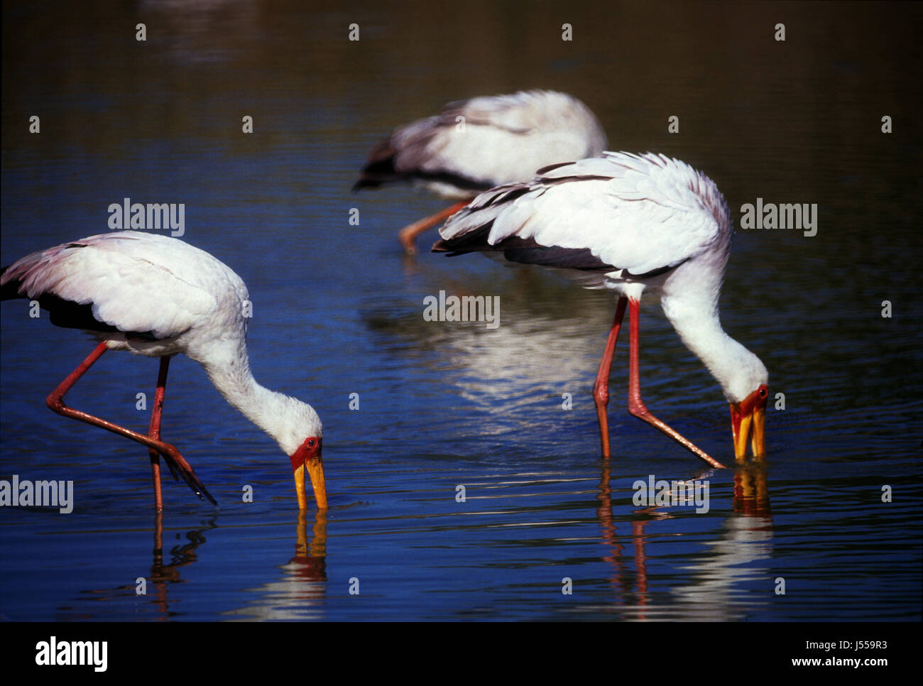 Yellow billed stork fishing at Hyena Dam near Talek gate, Masai Mara ...