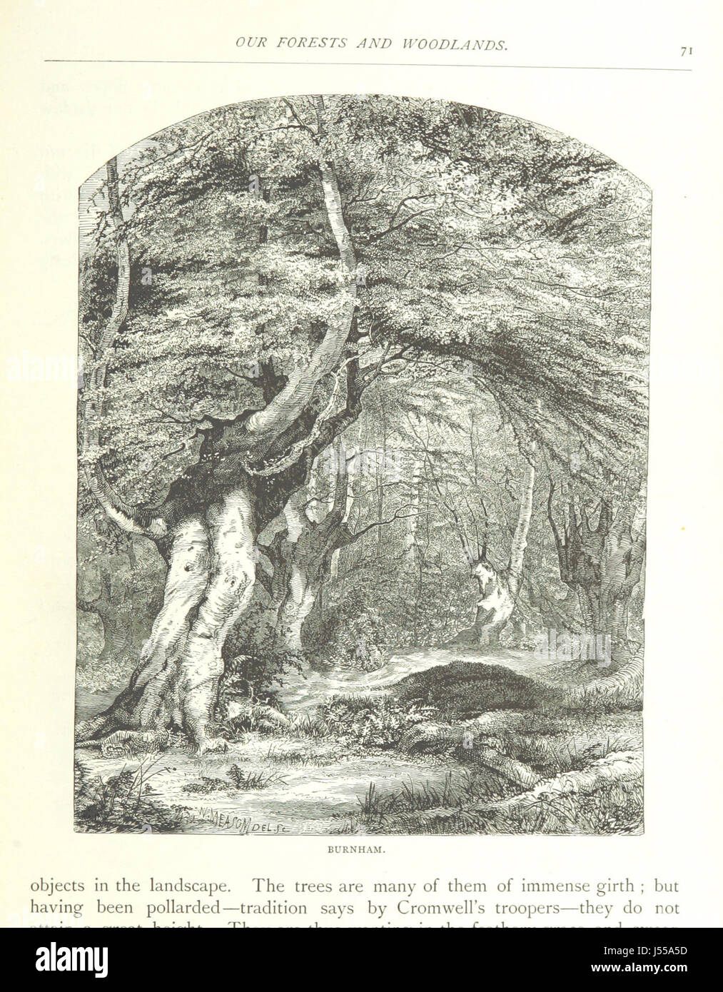 This collection features various English illustrations, drawn with pen ...
