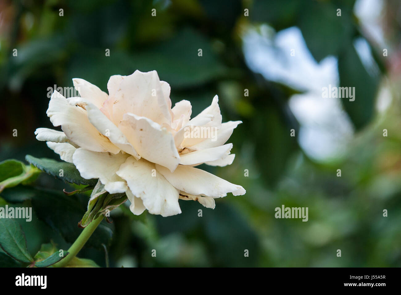 A soft white rose Stock Photo - Alamy