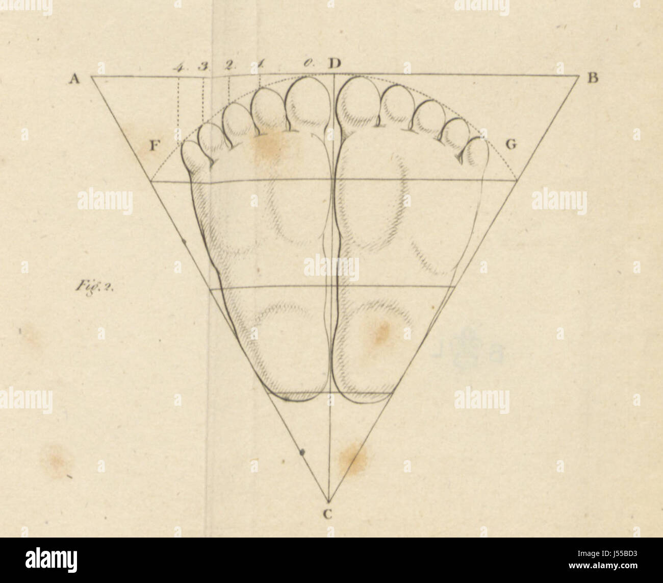 Hand Human Proportions Measurements Standard Proportions Of The Human