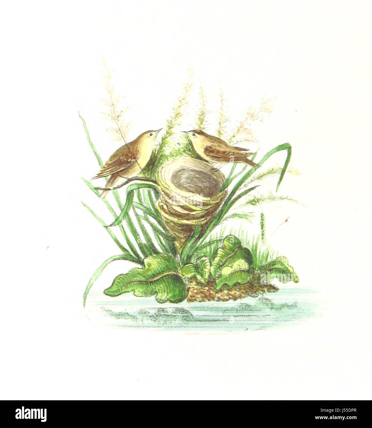 The Poetry of Birds, selected from various authors; with coloured ...