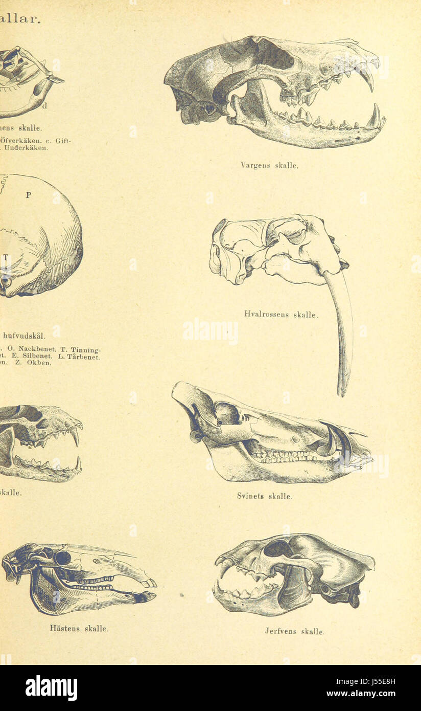 Menniskan (The Human) is a Swedish work in its fifth edition, revised ...