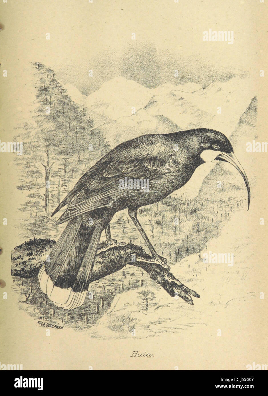 The illustrations prepared for *White's Ancient History of the Maori ...