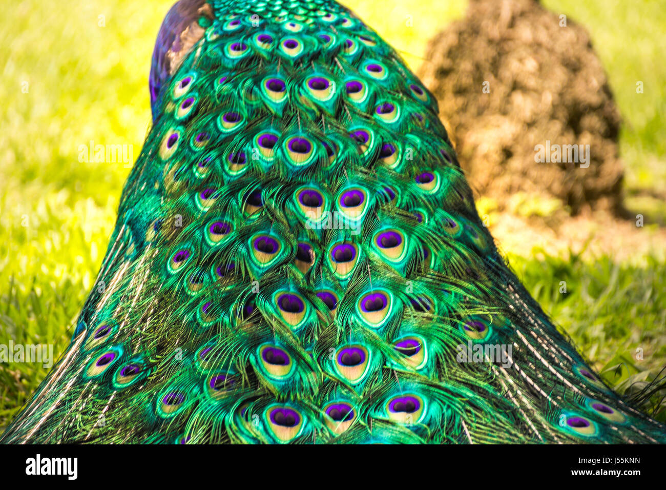 Photograph of a peaflow bird colorful tail Stock Photo - Alamy