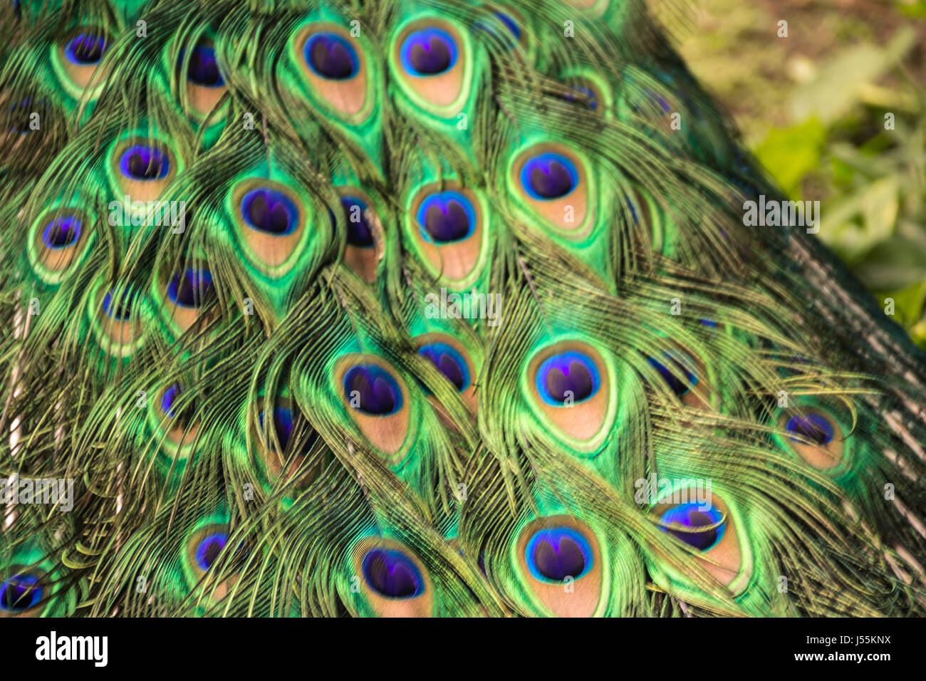 Photograph of a peaflow bird colorful tail Stock Photo - Alamy