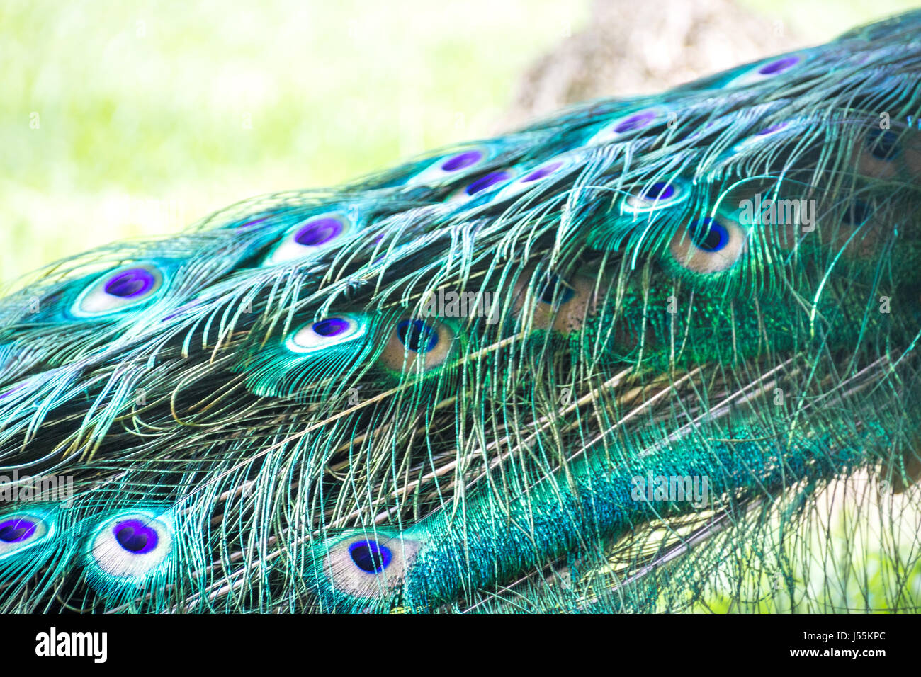 Photograph of a peaflow bird colorful tail Stock Photo - Alamy