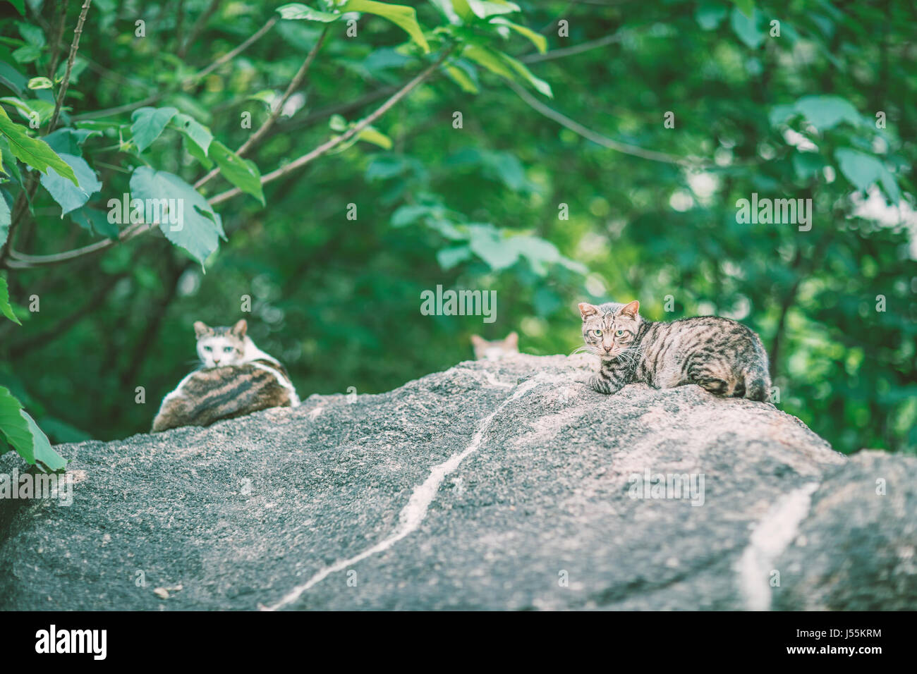 Cats on rocks, summer Stock Photo - Alamy