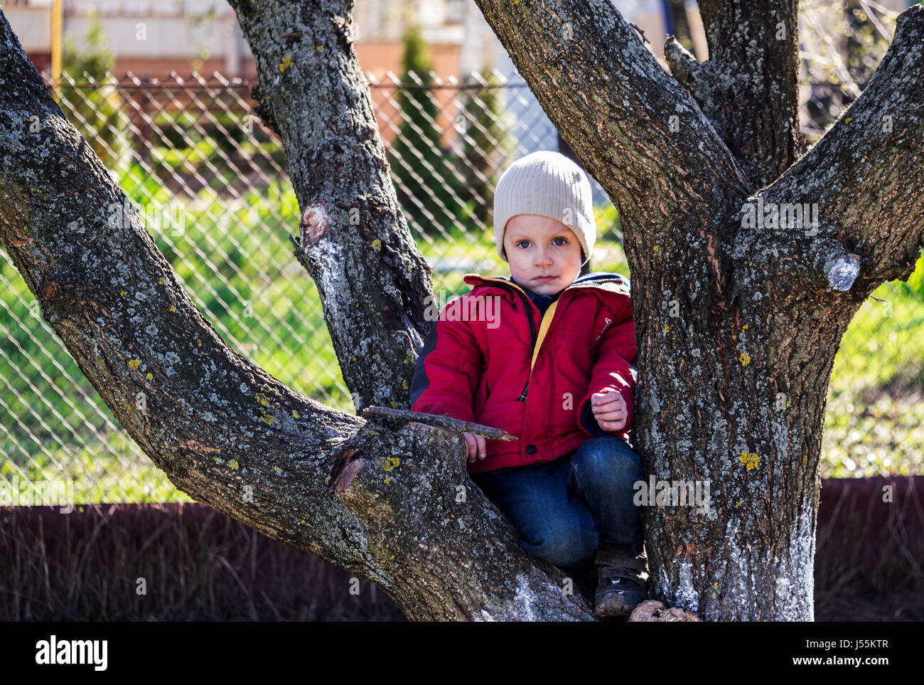 Portrait of cute kid boy sitting on the big old tree on sunny day Stock ...
