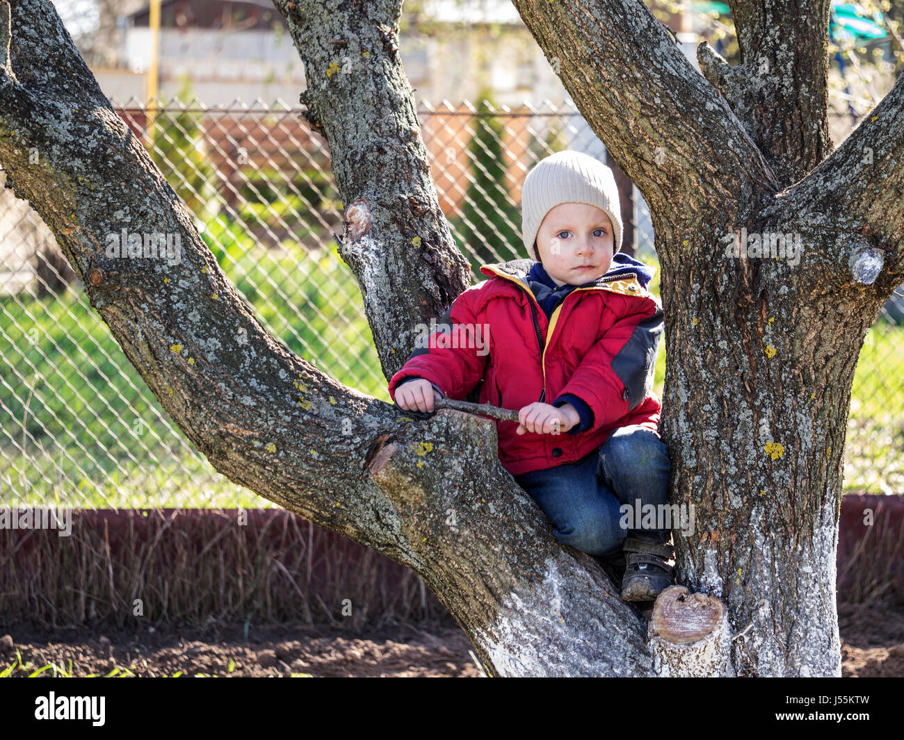 Portrait of cute kid boy sitting on the big old tree on sunny day Stock ...