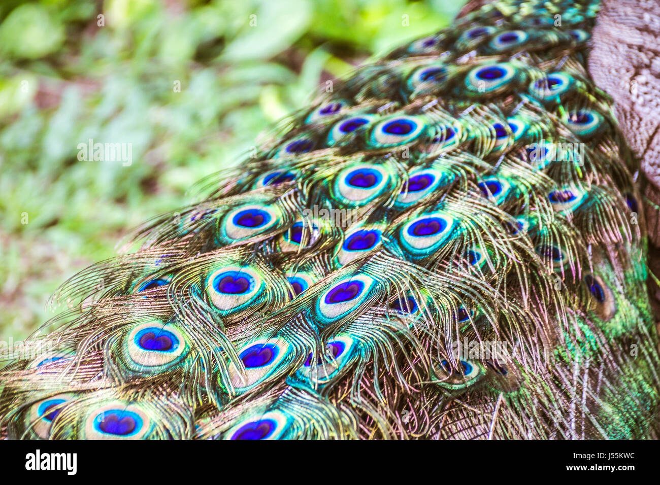 Photograph of a peaflow bird colorful tail Stock Photo - Alamy