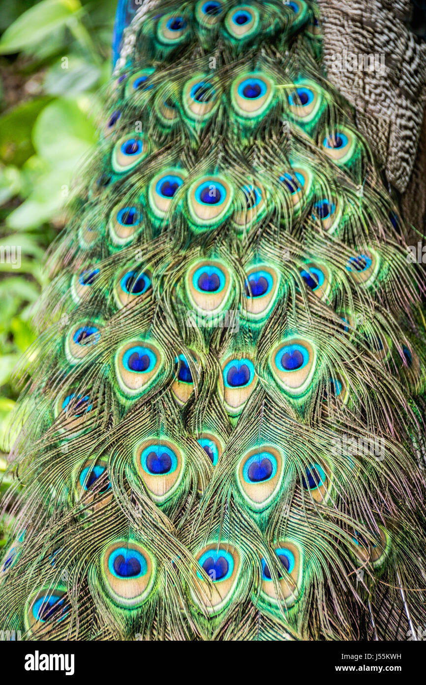 Photograph of a peaflow bird colorful tail Stock Photo - Alamy