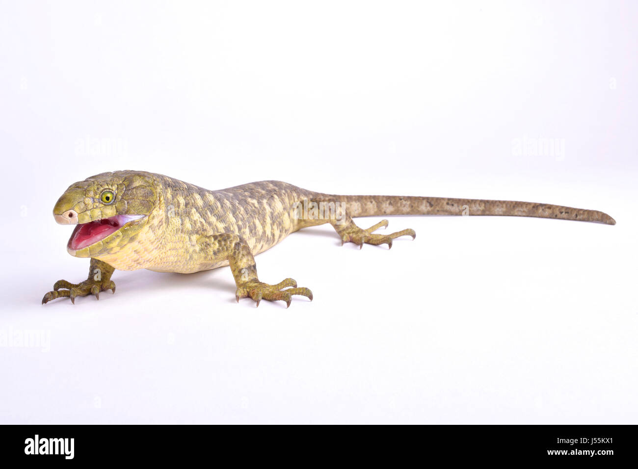 Solomon Islands skink, Corucia zebrata Stock Photo - Alamy