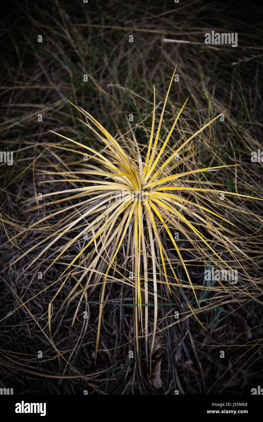 Plant and flower with beautiful pattern Stock Photo - Alamy