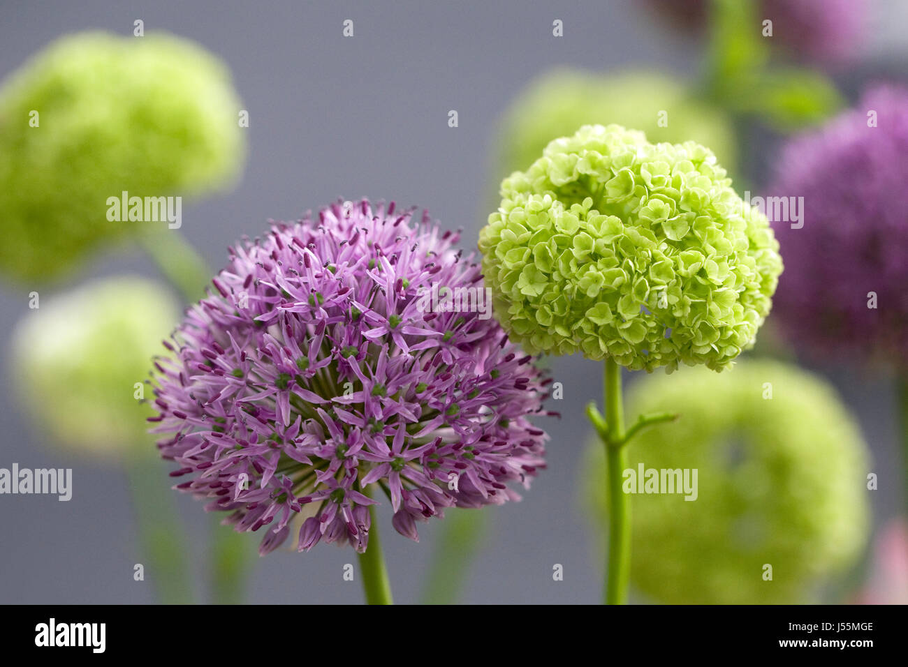 Colourful flowerheads hi-res stock photography and images - Alamy