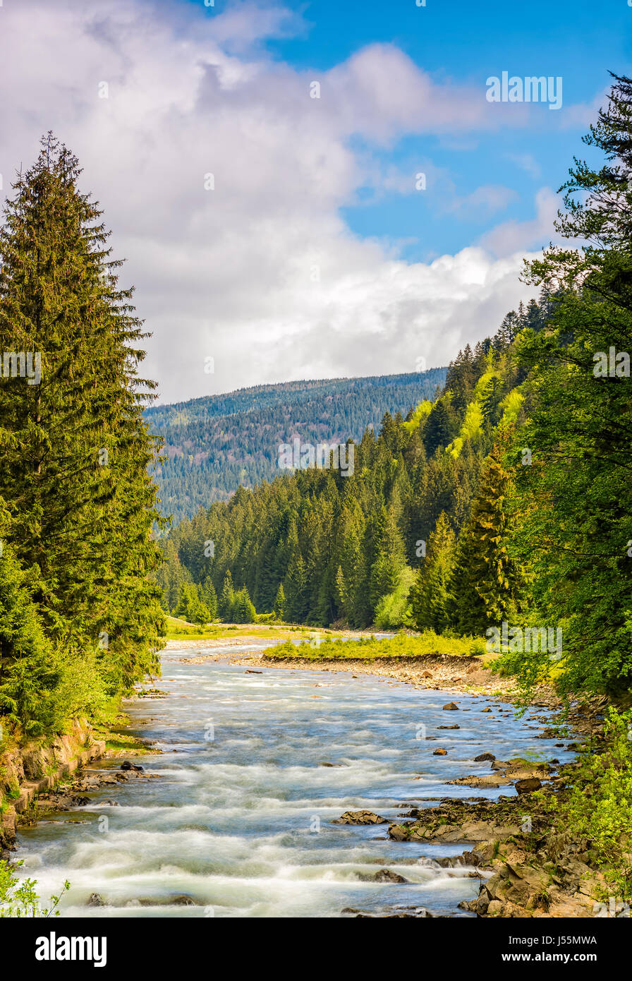 Rapid stream with rocky shore flow through valley. conifer fores on the ...