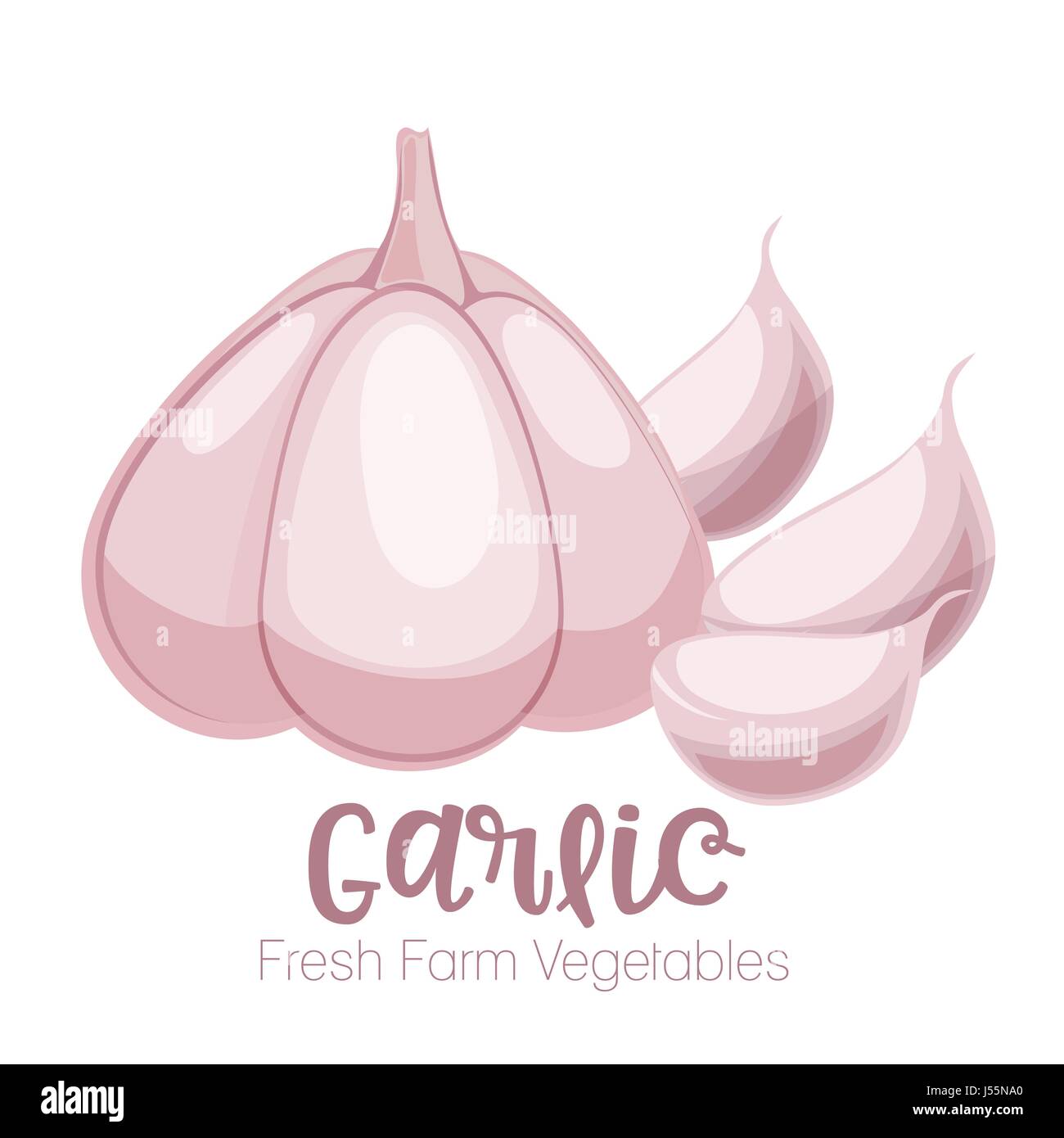 Vector garlic isolated on white background.Vegetable illustration for ...