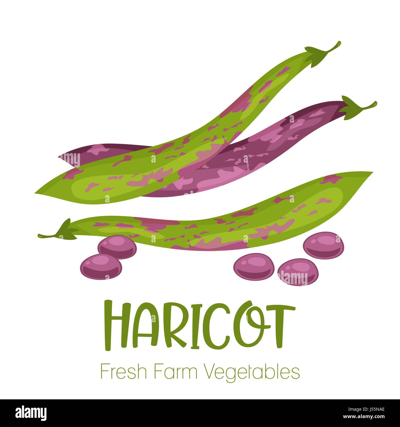 Vector haricot isolated on white background.Vegetable illustration for ...