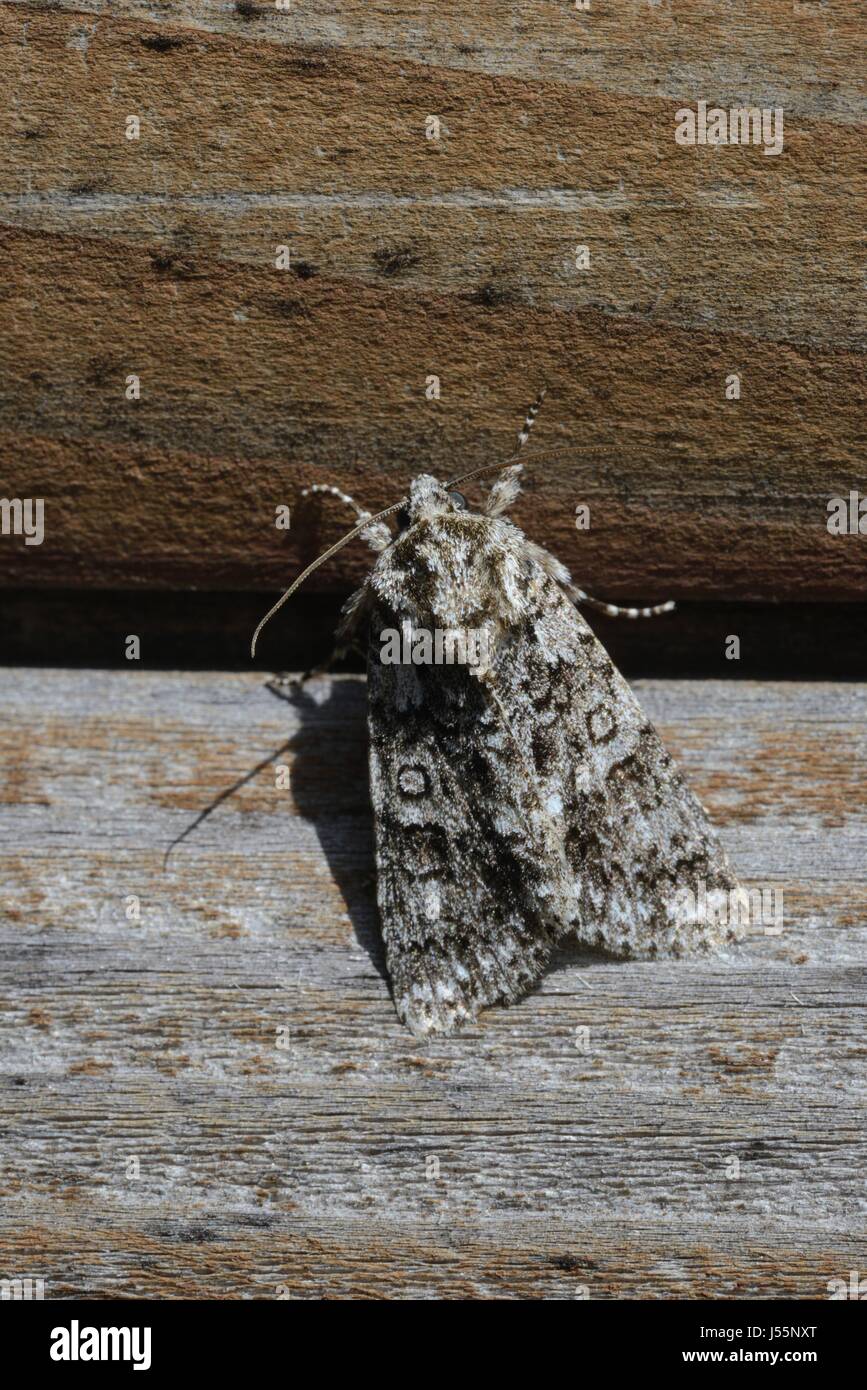Poplar Grey Moth, Acronicta macrocephylla, Wales, UK Stock Photo - Alamy
