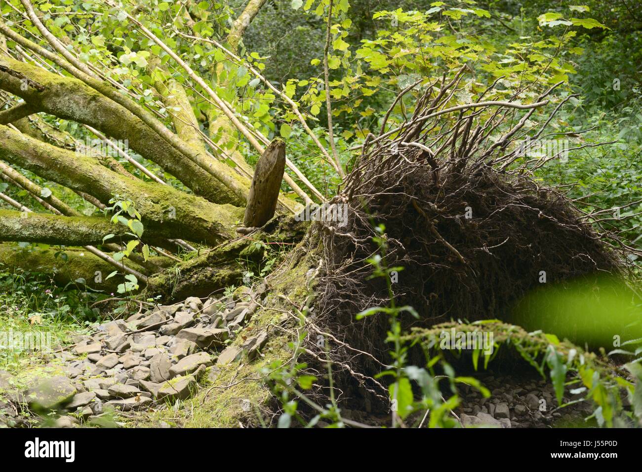 Uk hazel tree hi-res stock photography and images - Alamy