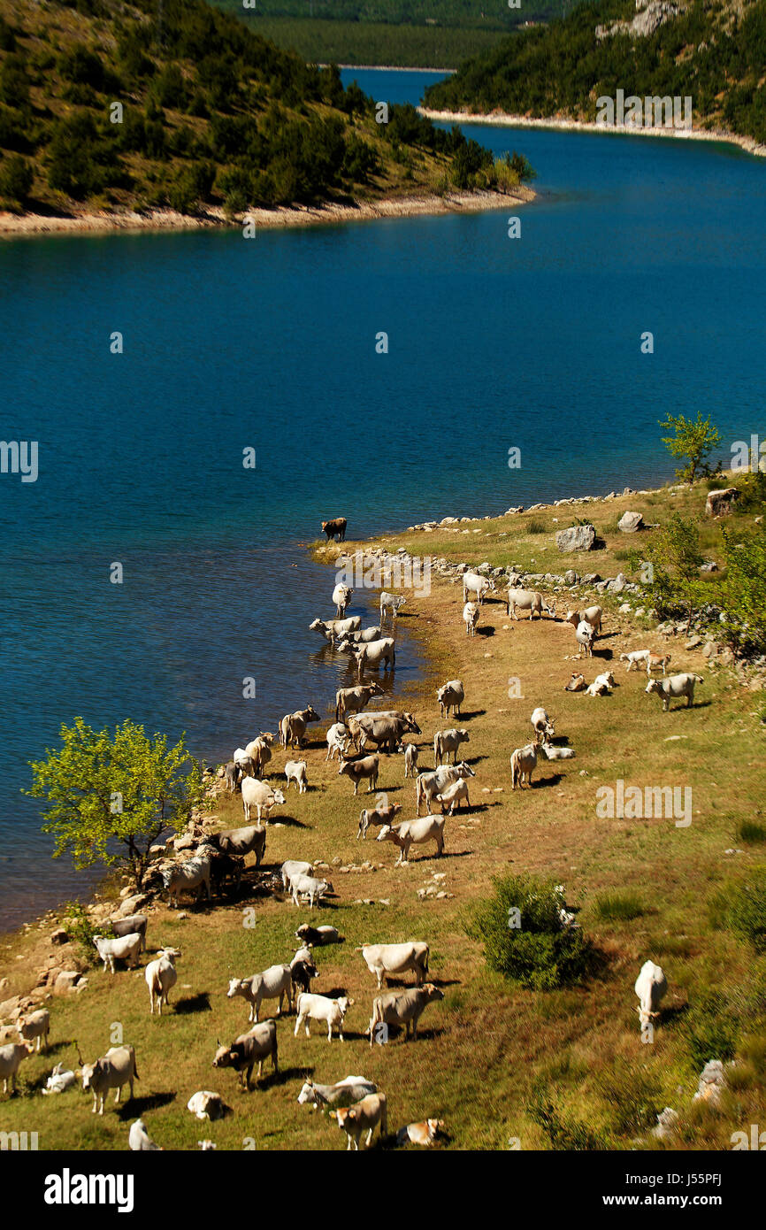 Cattle refreshing on the Peruca reservoir banks, the Cetina River ...