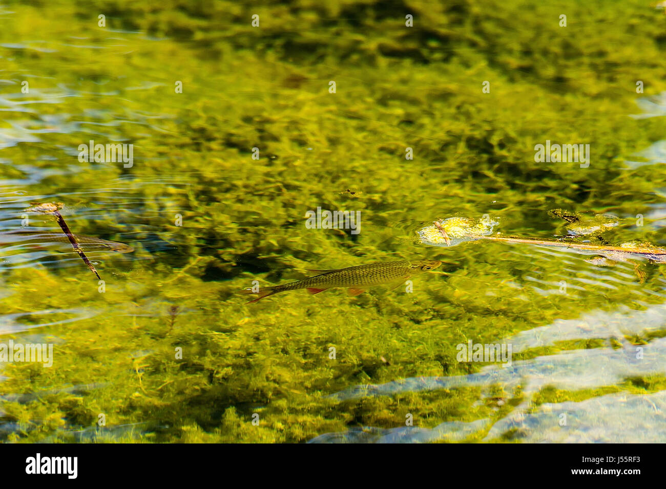 Roach pond hi-res stock photography and images - Alamy