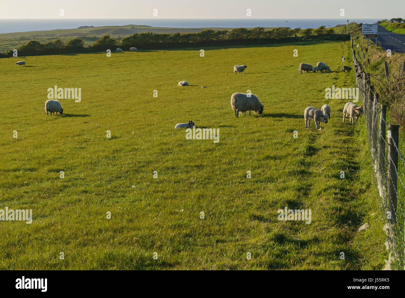 Beautiful rural scene with sheeps near Giant's Causeway, Northern ...