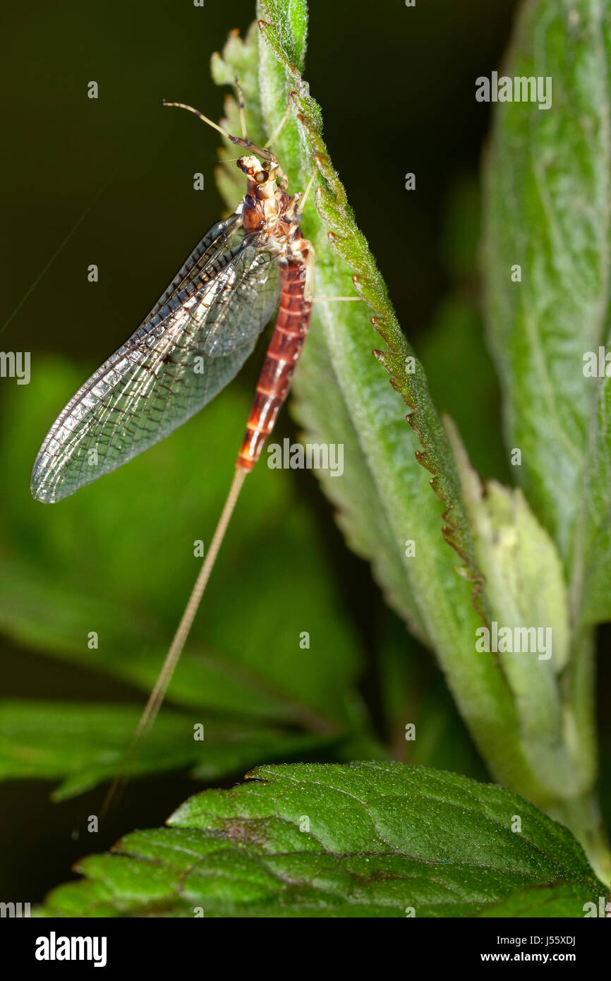 Mayfly on a plant Stock Photo - Alamy