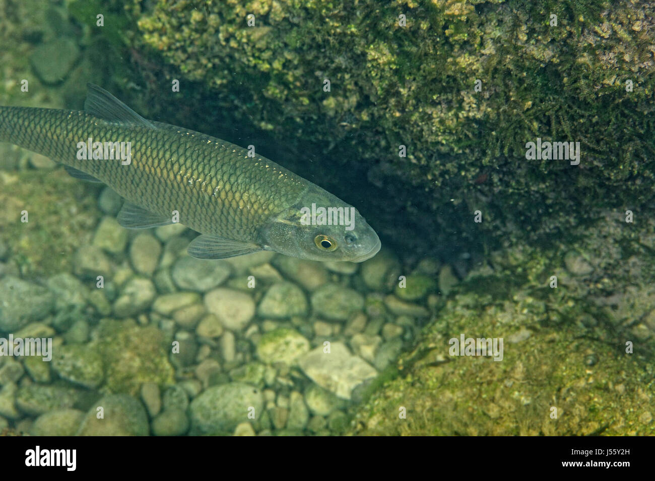 River bottom fish hi-res stock photography and images - Alamy