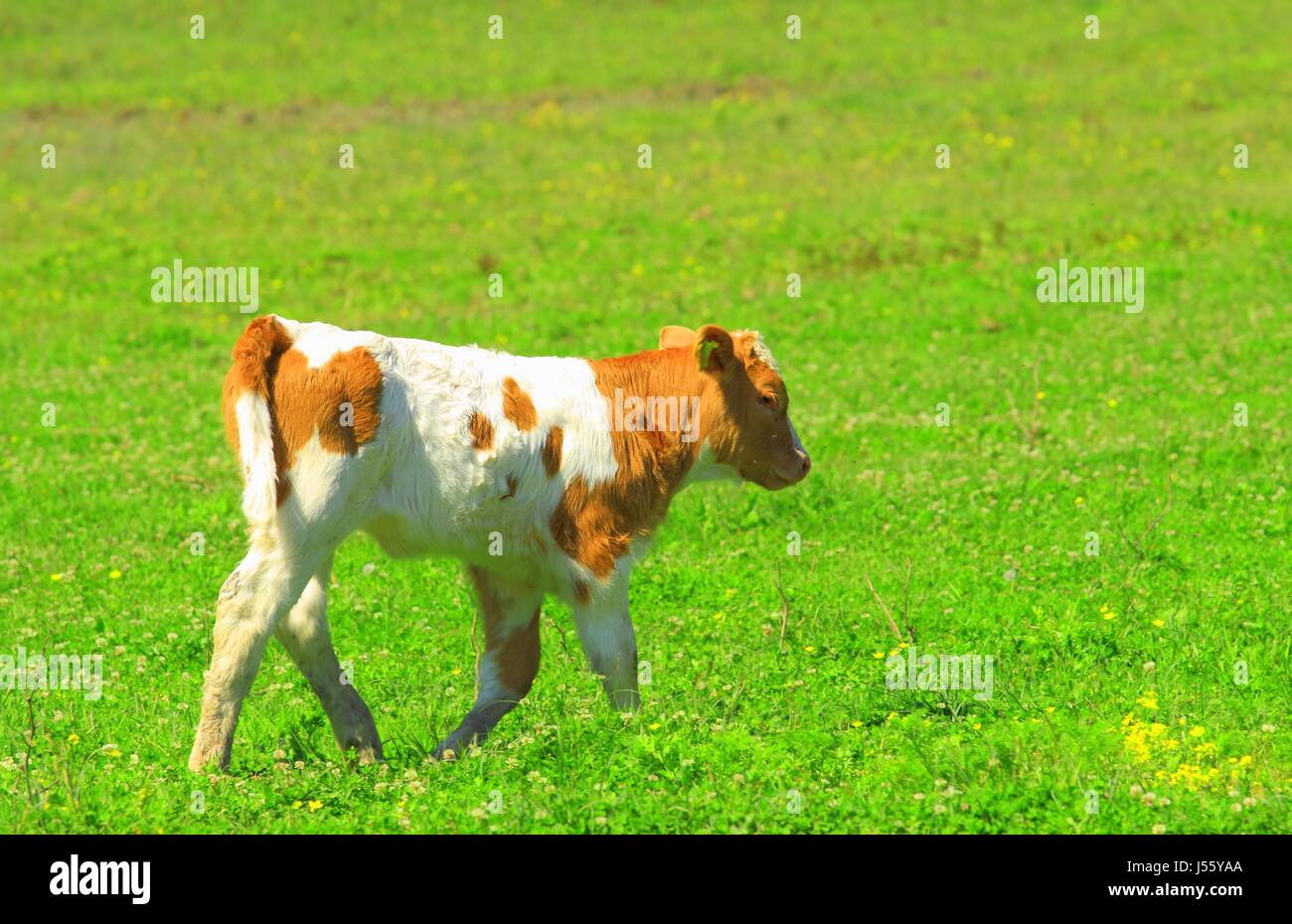 Calf in nature Stock Photo - Alamy