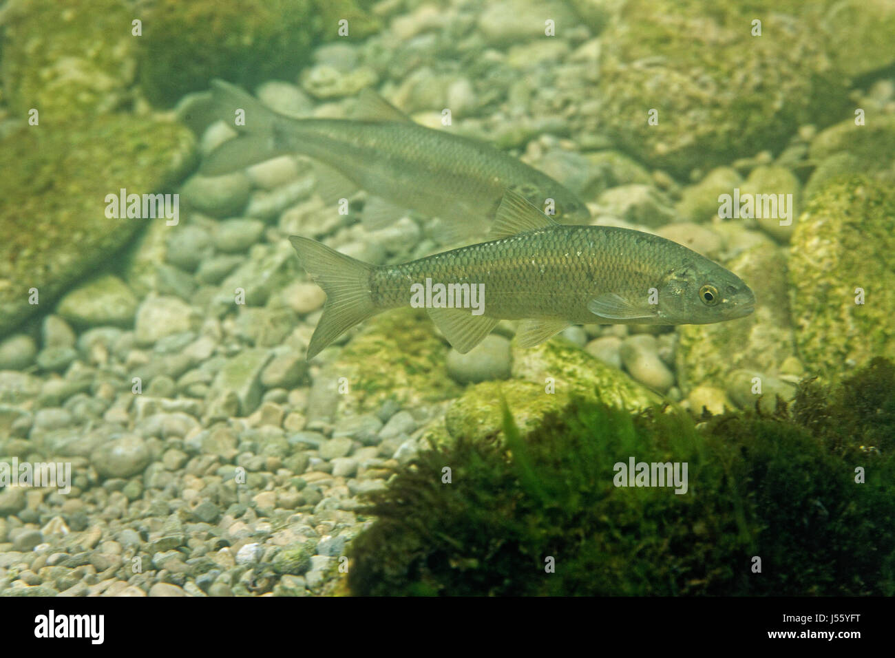 Fish from Cetina River Stock Photo - Alamy