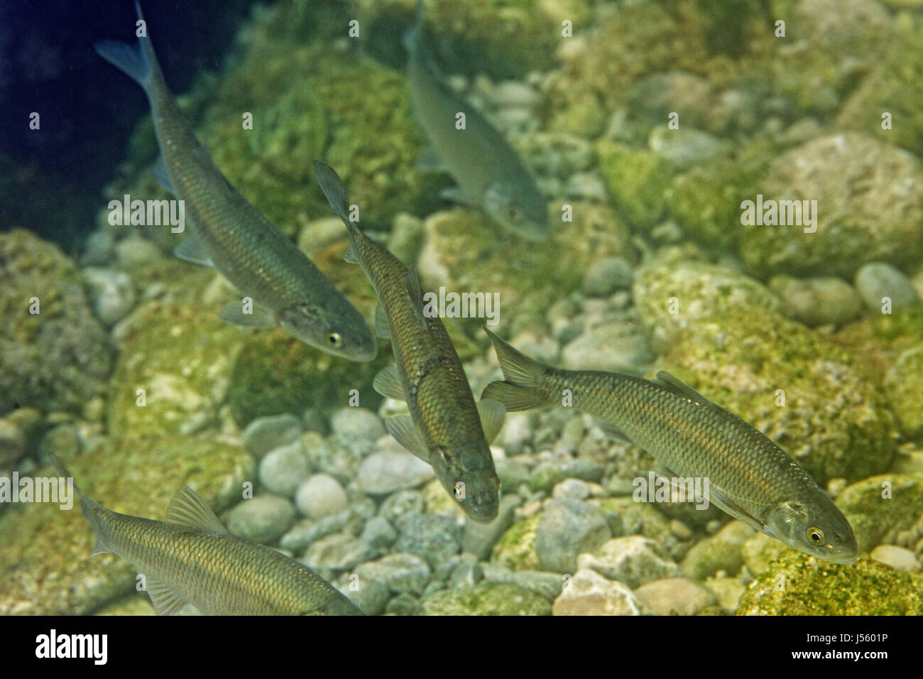 Fish from Cetina River Stock Photo - Alamy