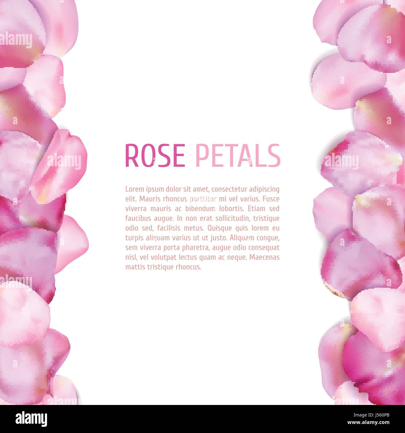 Pink Rose petals border Stock Vector Image & Art - Alamy
