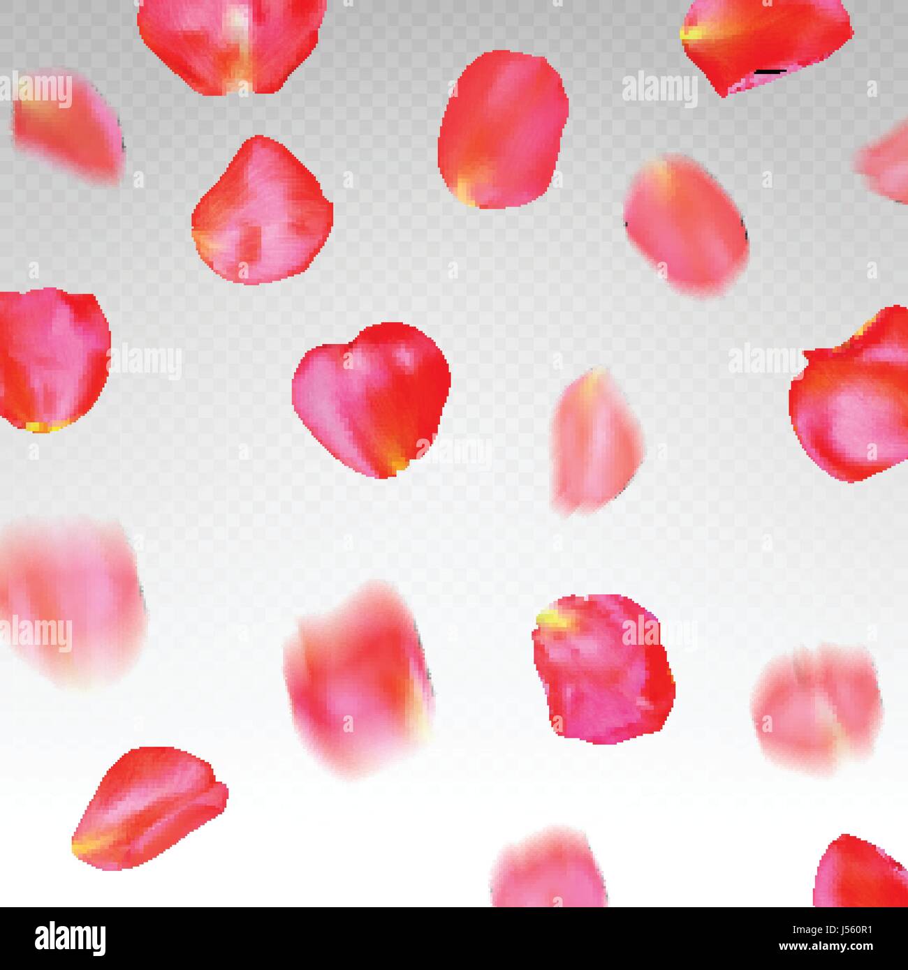 A lot of falling red rose petals on transparent background Stock Vector ...
