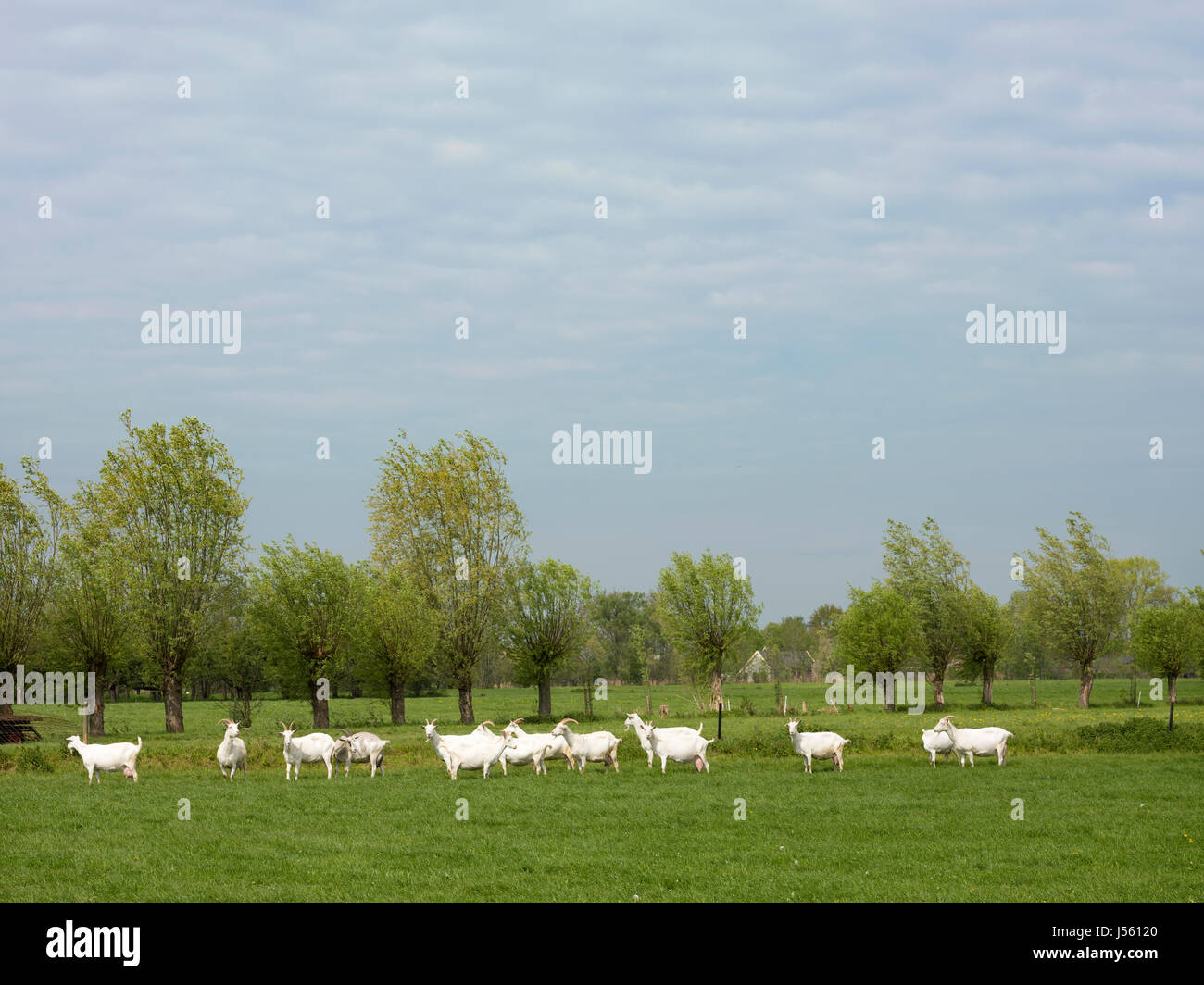 group of white goats in green grassy dutch meadow with willows in the ...